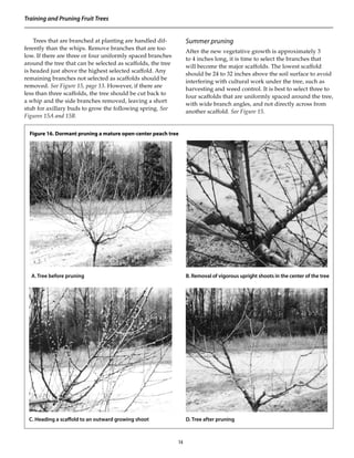 Training and pruning fruit trees | PDF