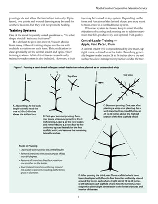 Training and pruning fruit trees | PDF