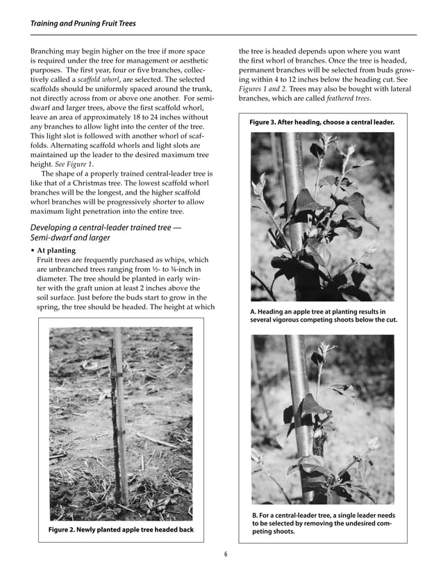 Training and pruning fruit trees | PDF
