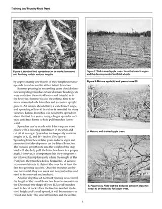 Training and pruning fruit trees | PDF