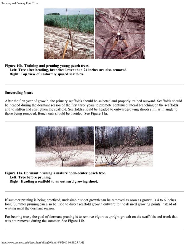 Training and pruning fruit trees | PDF