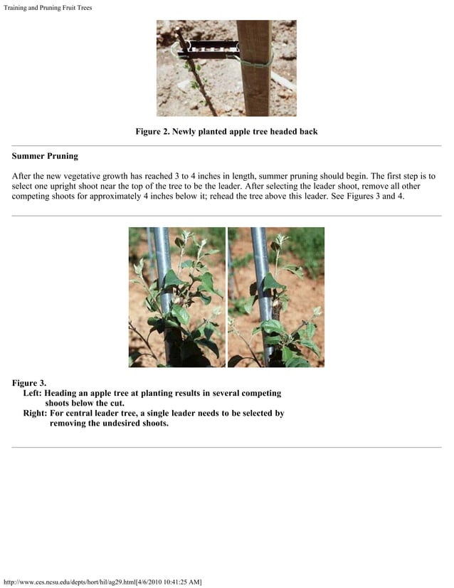 Training and pruning fruit trees | PDF