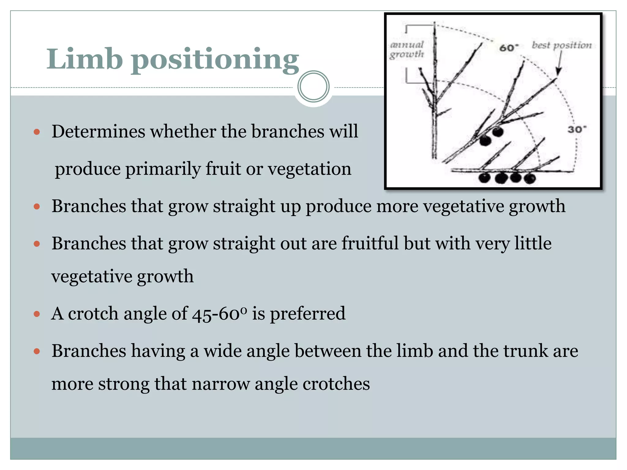 Training and pruning in apple | PPTX