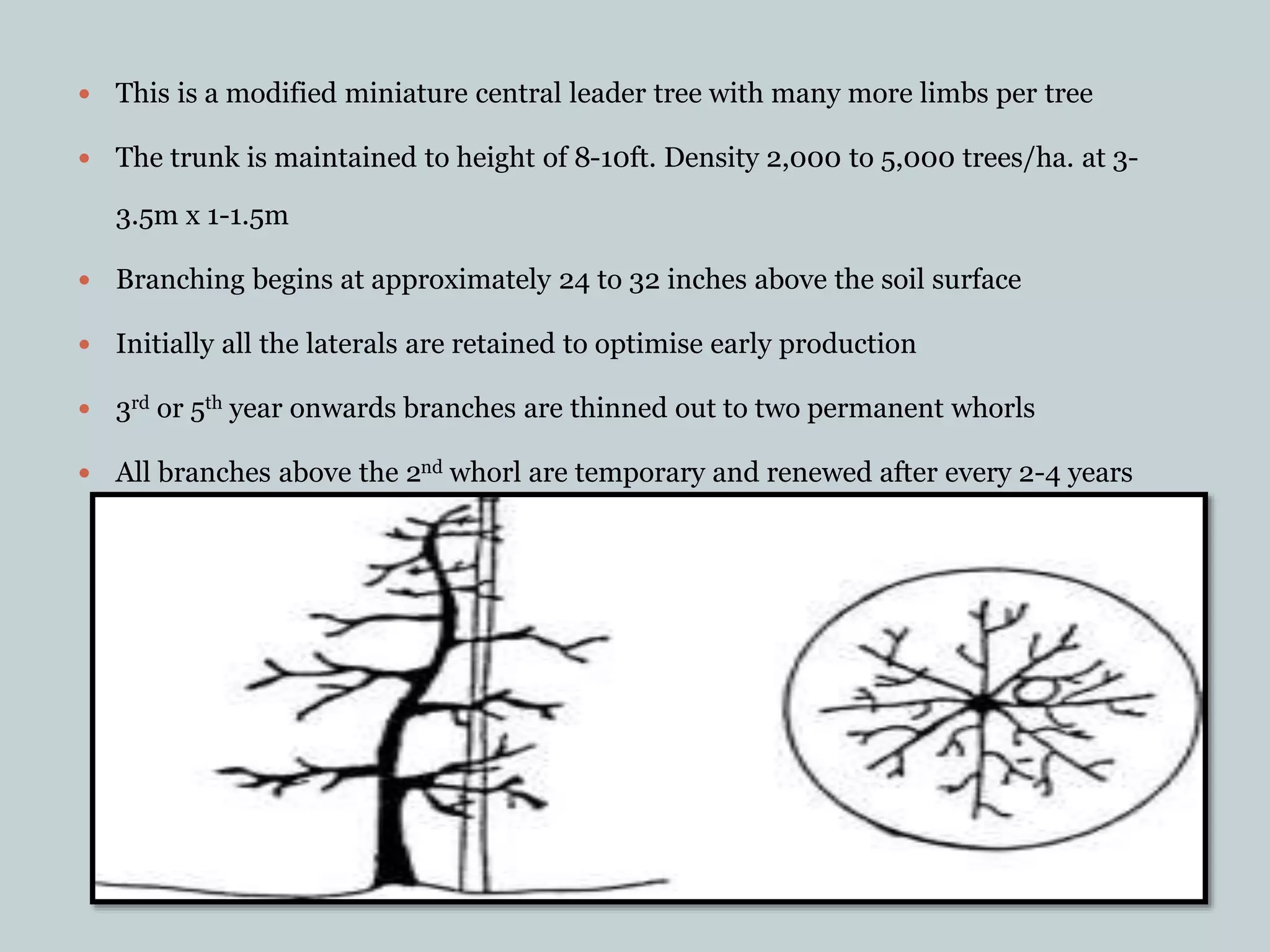 Training and pruning in apple | PPTX