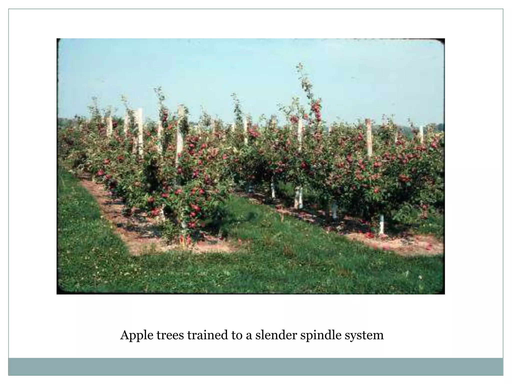 Training and pruning in apple | PPTX