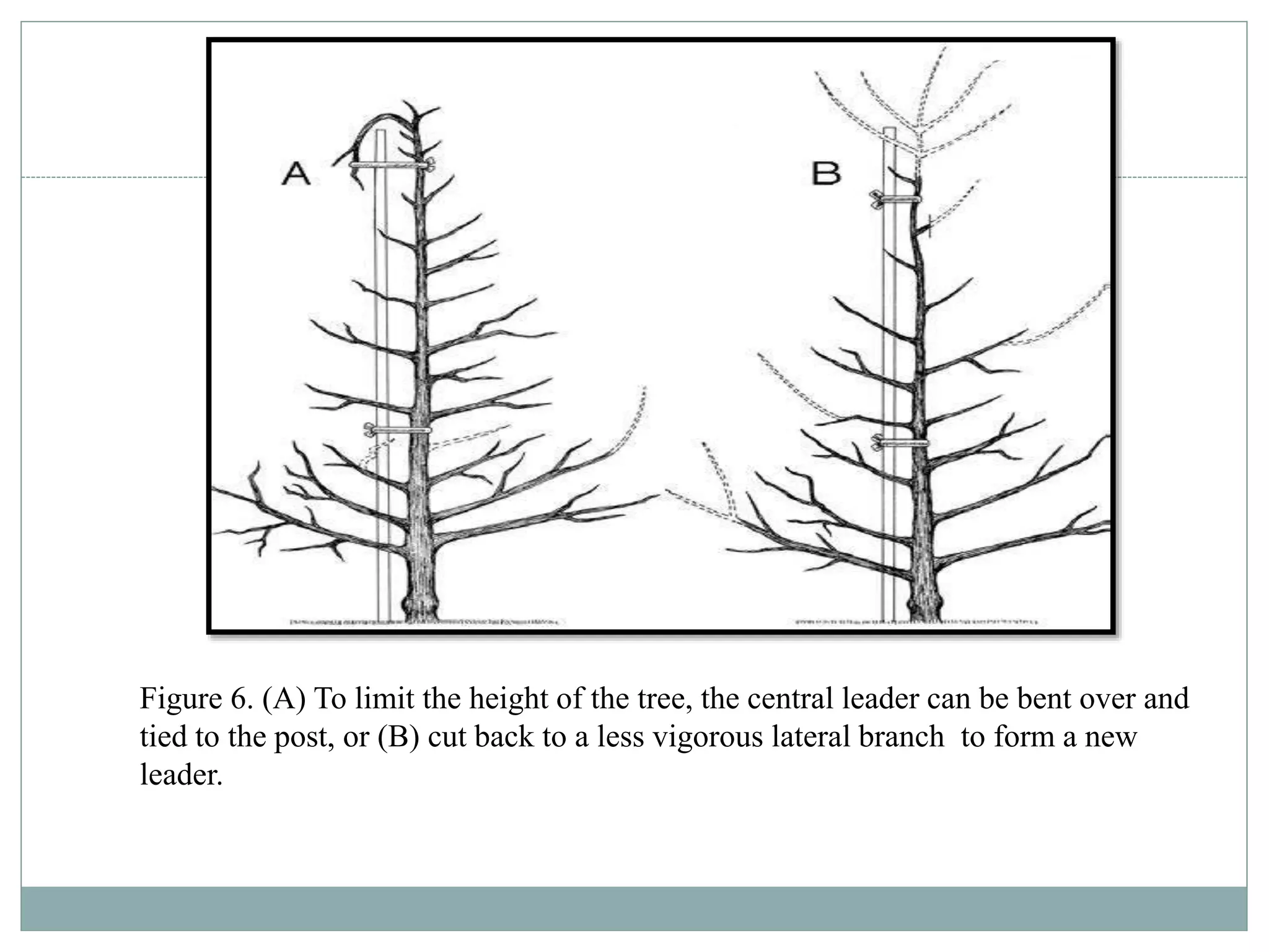 Training and pruning in apple | PPTX