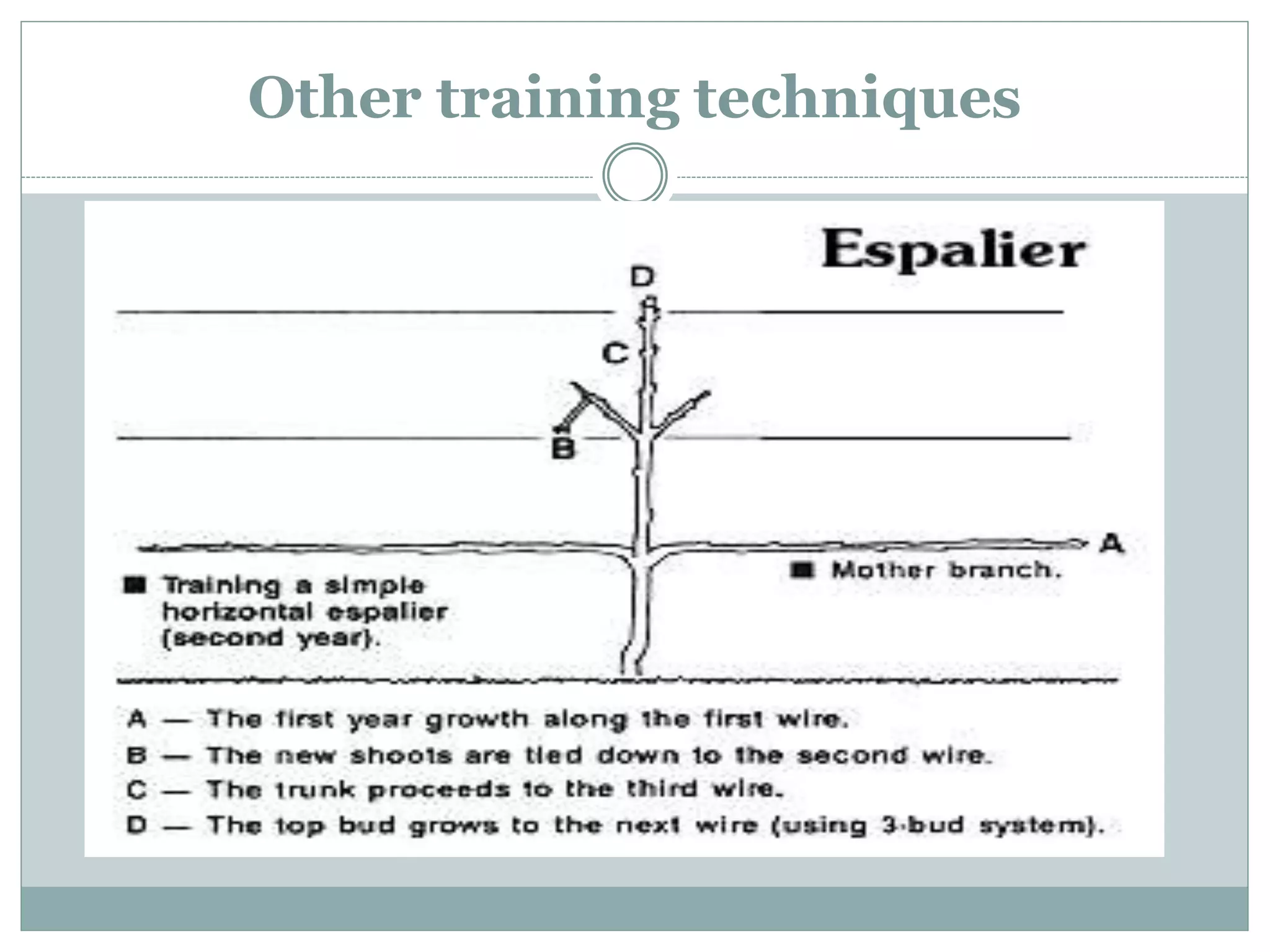 Training and pruning in apple | PPTX