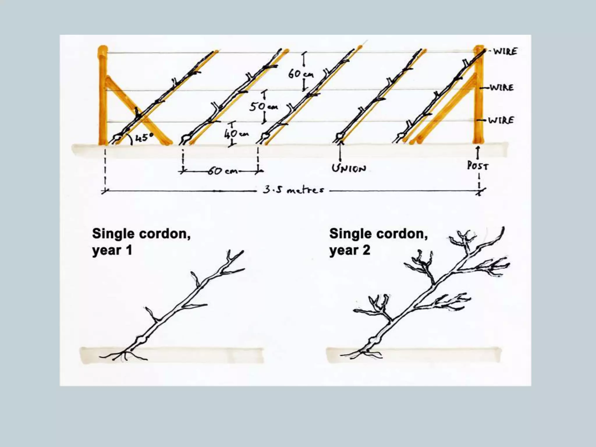 Training and pruning in apple | PPTX