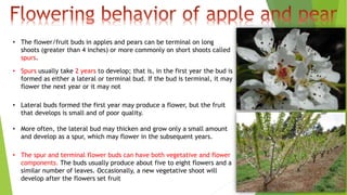 Training and pruning in apple and pear | PPTX