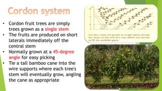 Training and pruning in apple and pear | PPTX