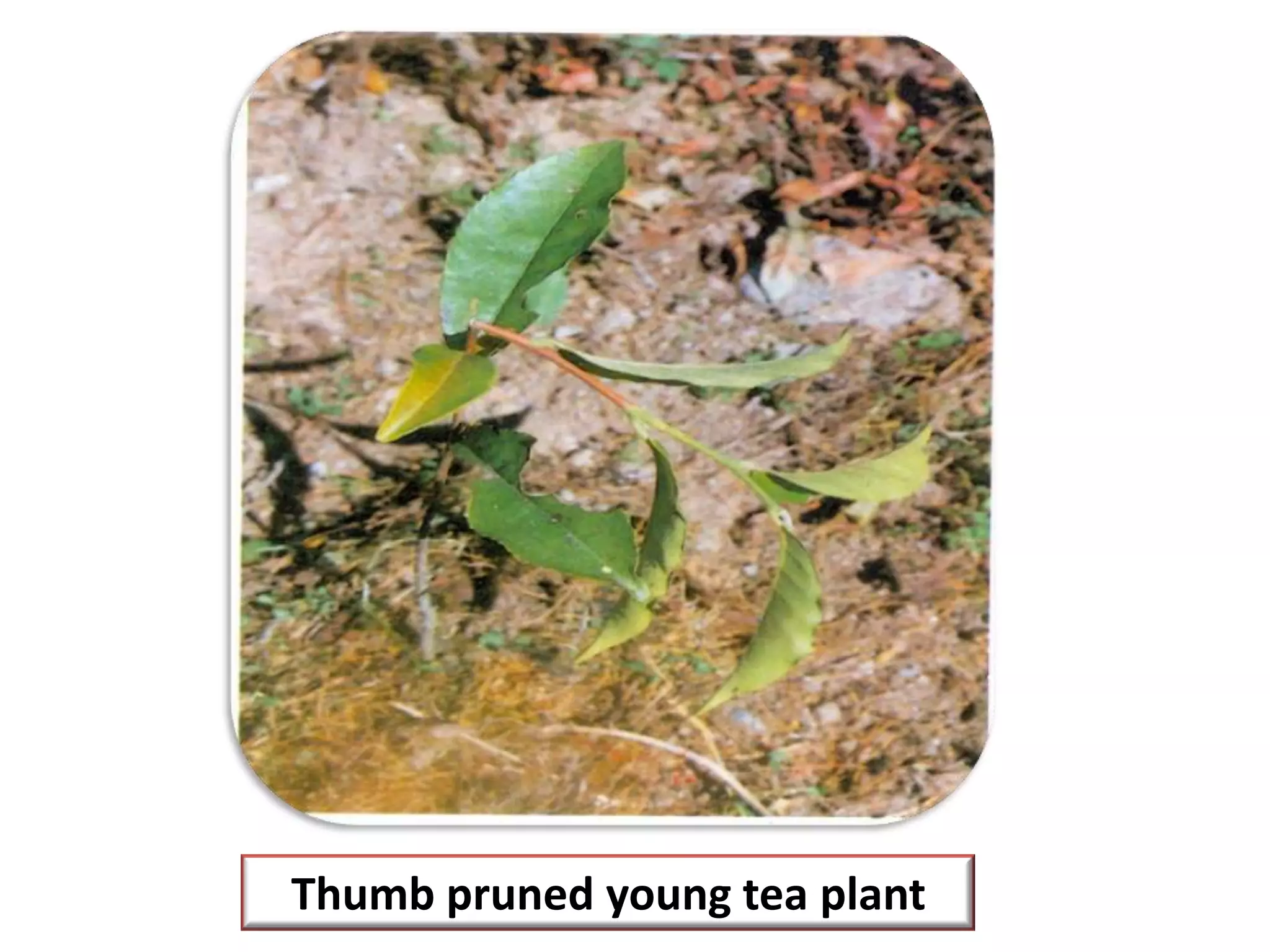 Training and pruning in tea By- Shivanand M.R | PPTX