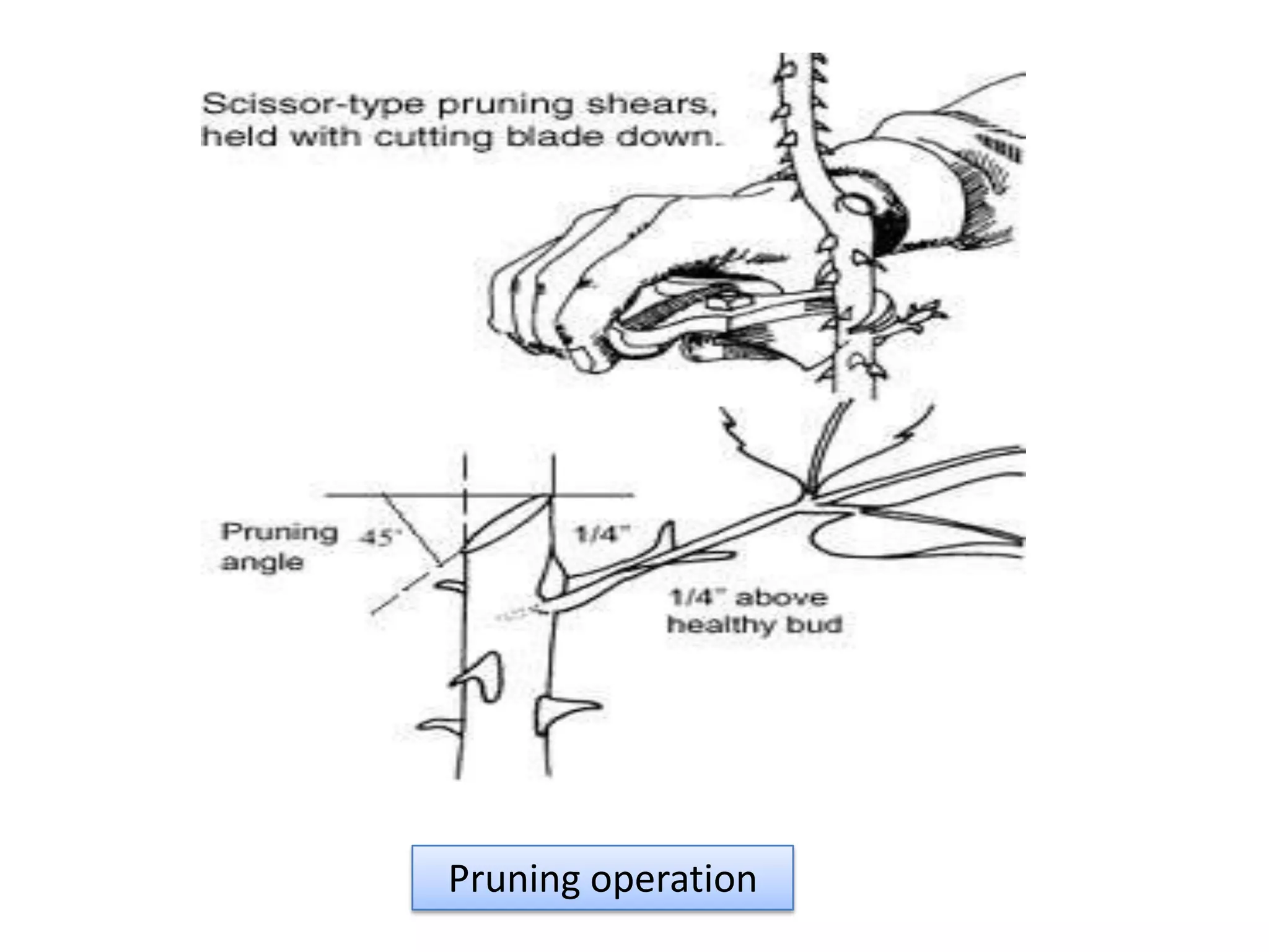 Training and pruning in tea By- Shivanand M.R | PPTX