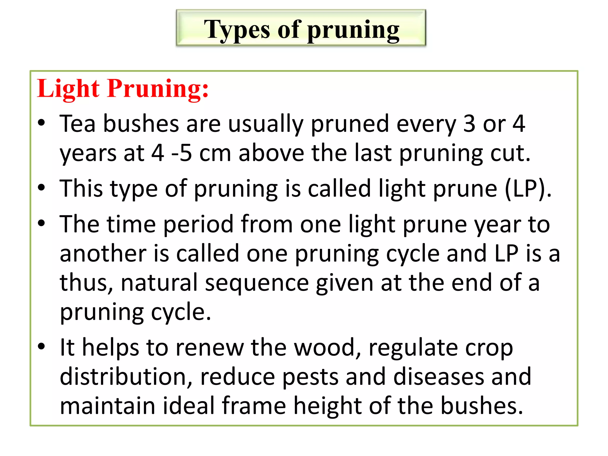 Training and pruning in tea By- Shivanand M.R | PPTX