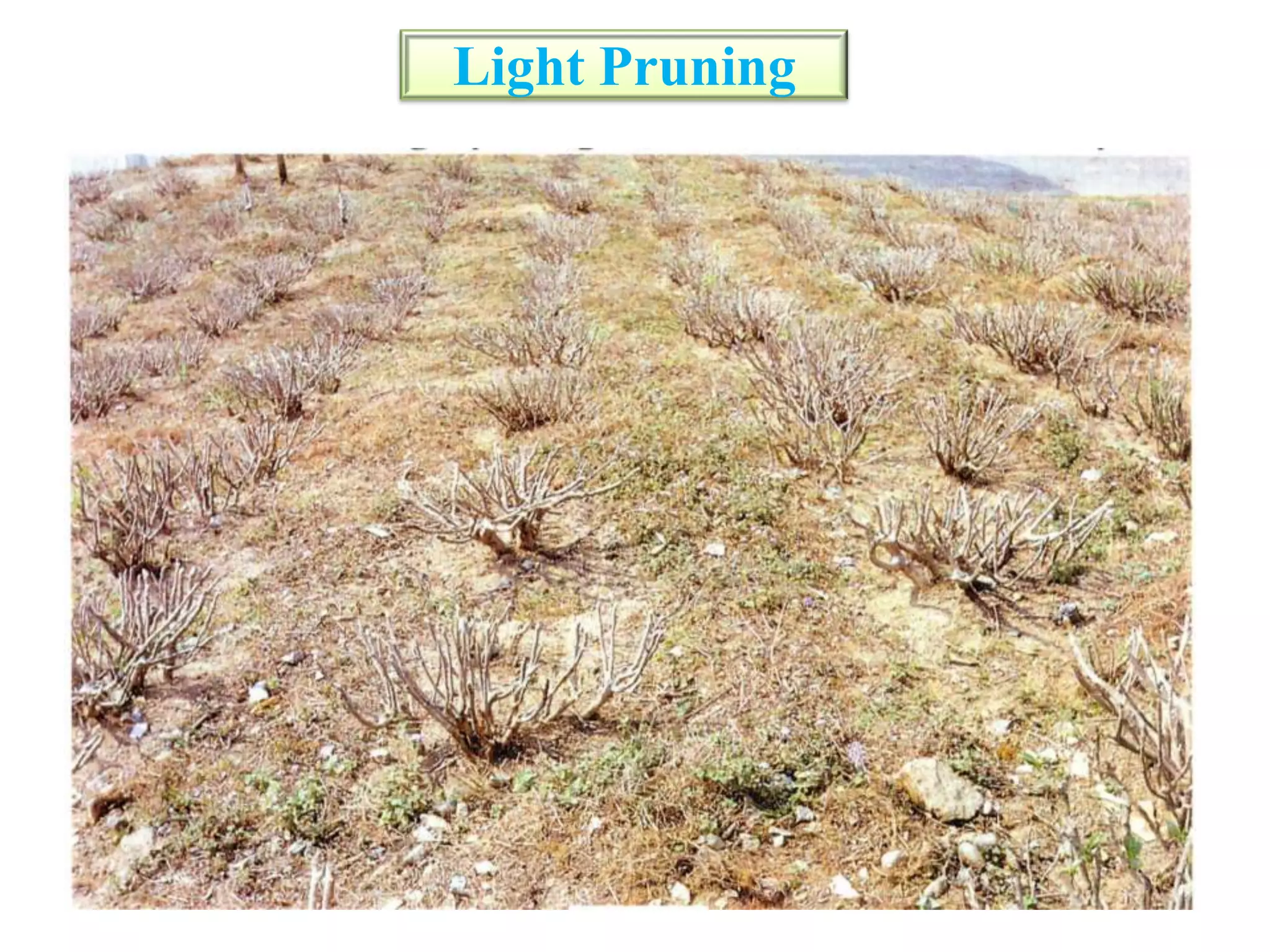 Training and pruning in tea By- Shivanand M.R | PPTX