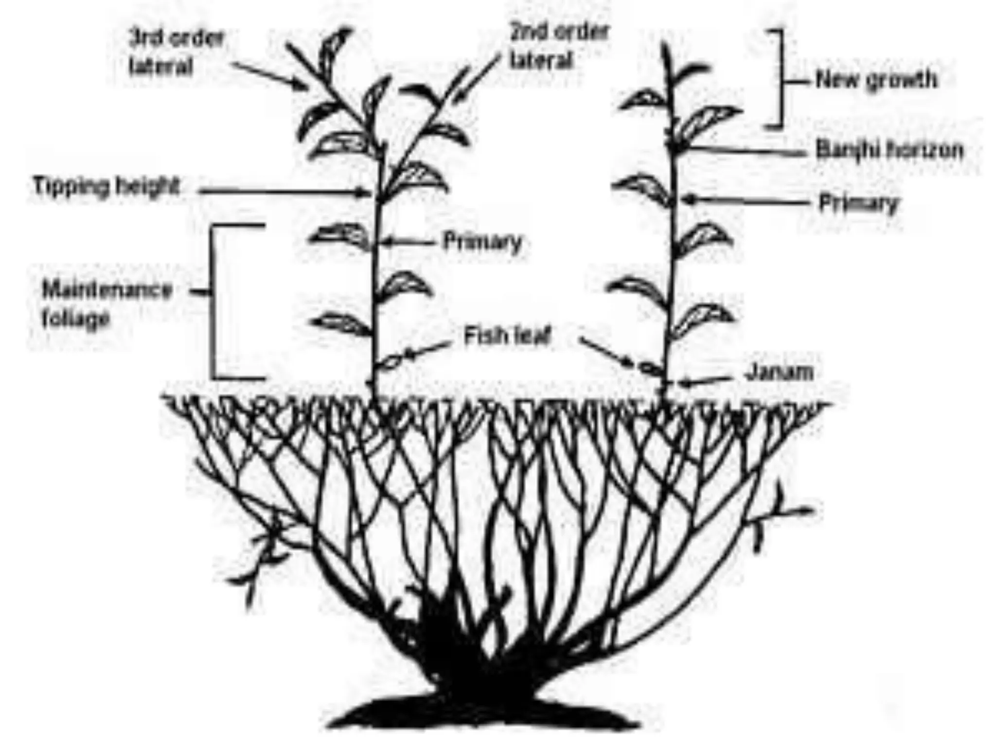 Training and pruning in tea By- Shivanand M.R | PPTX