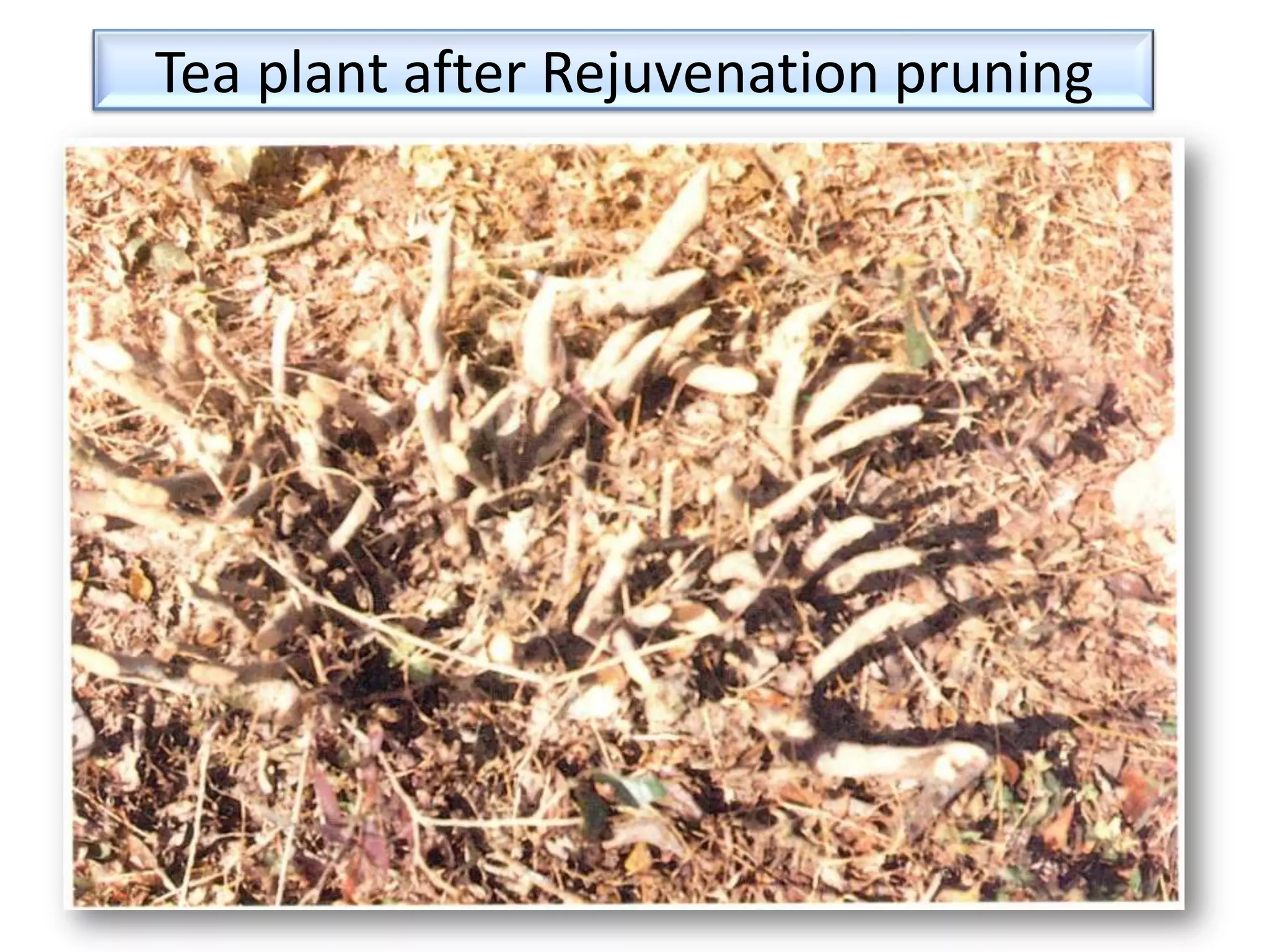 Training and pruning in tea By- Shivanand M.R | PPTX