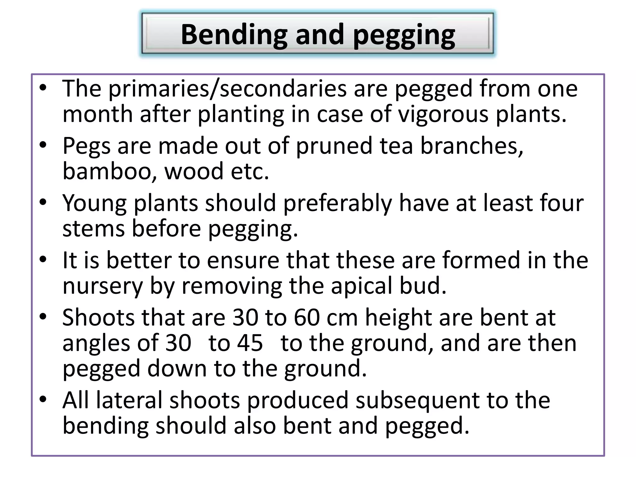 Training and pruning in tea By- Shivanand M.R | PPTX