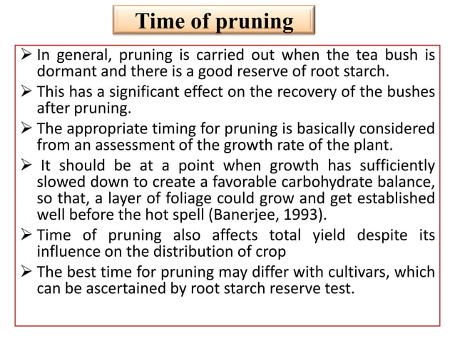 Training and pruning in tea By- Shivanand M.R | PPTX