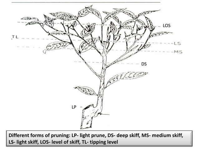 Training and pruning in tea By- Shivanand M.R | PPTX
