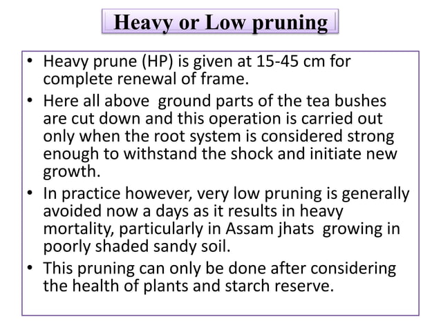 Training and pruning in tea By- Shivanand M.R | PPTX