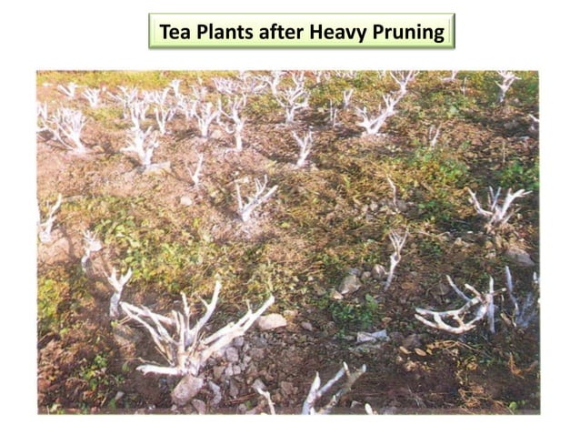 Training and pruning in tea By- Shivanand M.R | PPTX