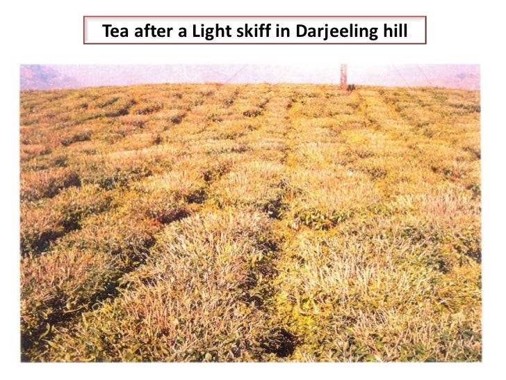 Training and pruning in tea By- Shivanand M.R