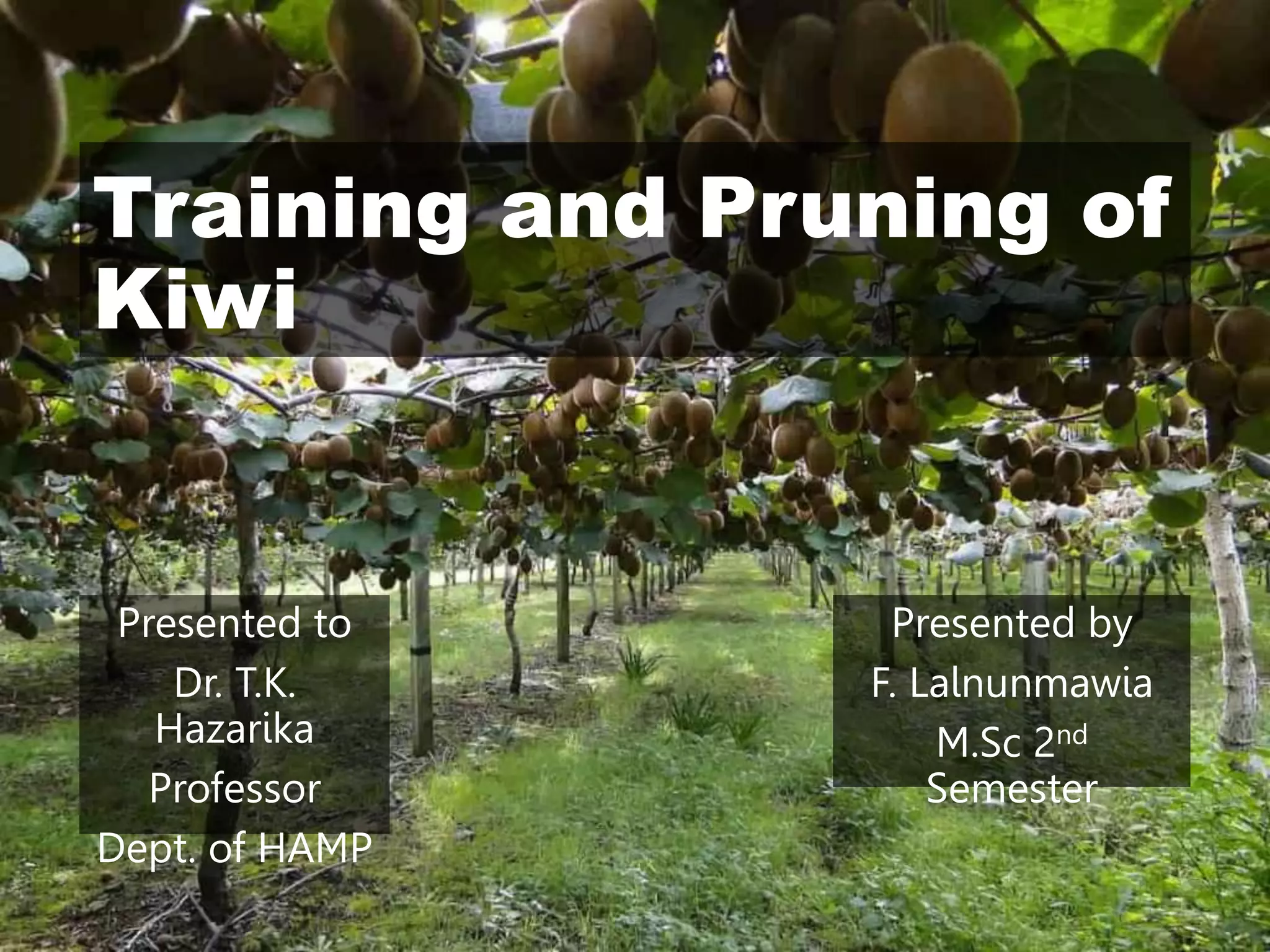 Training and pruning of Kiwi.pptx