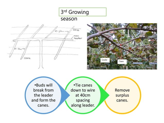 Training and pruning of Kiwi.pptx