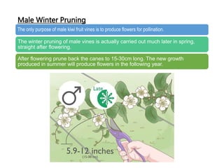Training and pruning of Kiwi.pptx
