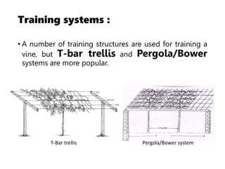Training and pruning of Kiwi.pptx