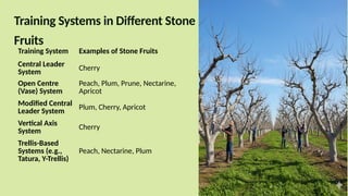 training and pruning of stone fruits.pptx