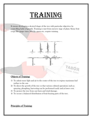 Training and prunning | PDF