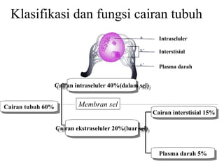 MENGENAL HOMEOSTATIS CAIRAN TUBUH | PPT