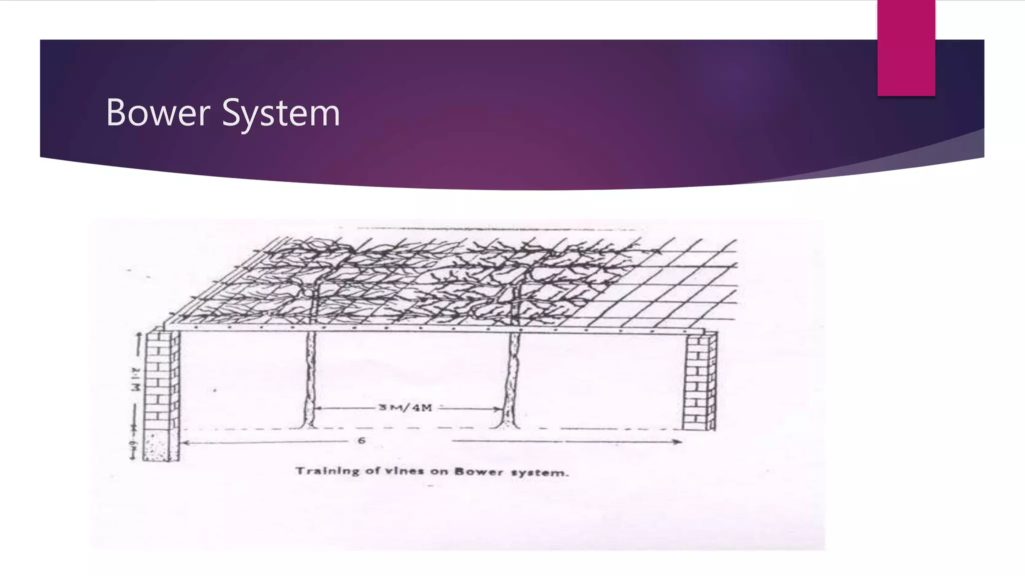 Training in Grapes.pptx
