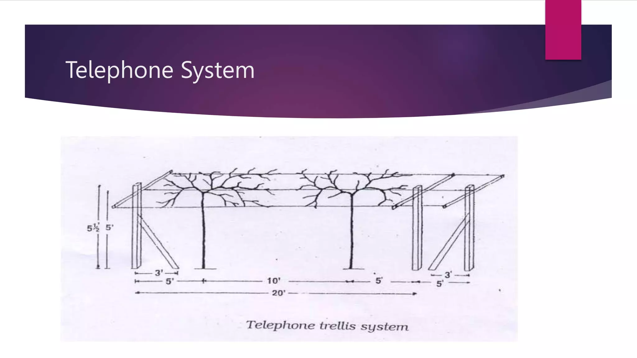 Training in Grapes.pptx