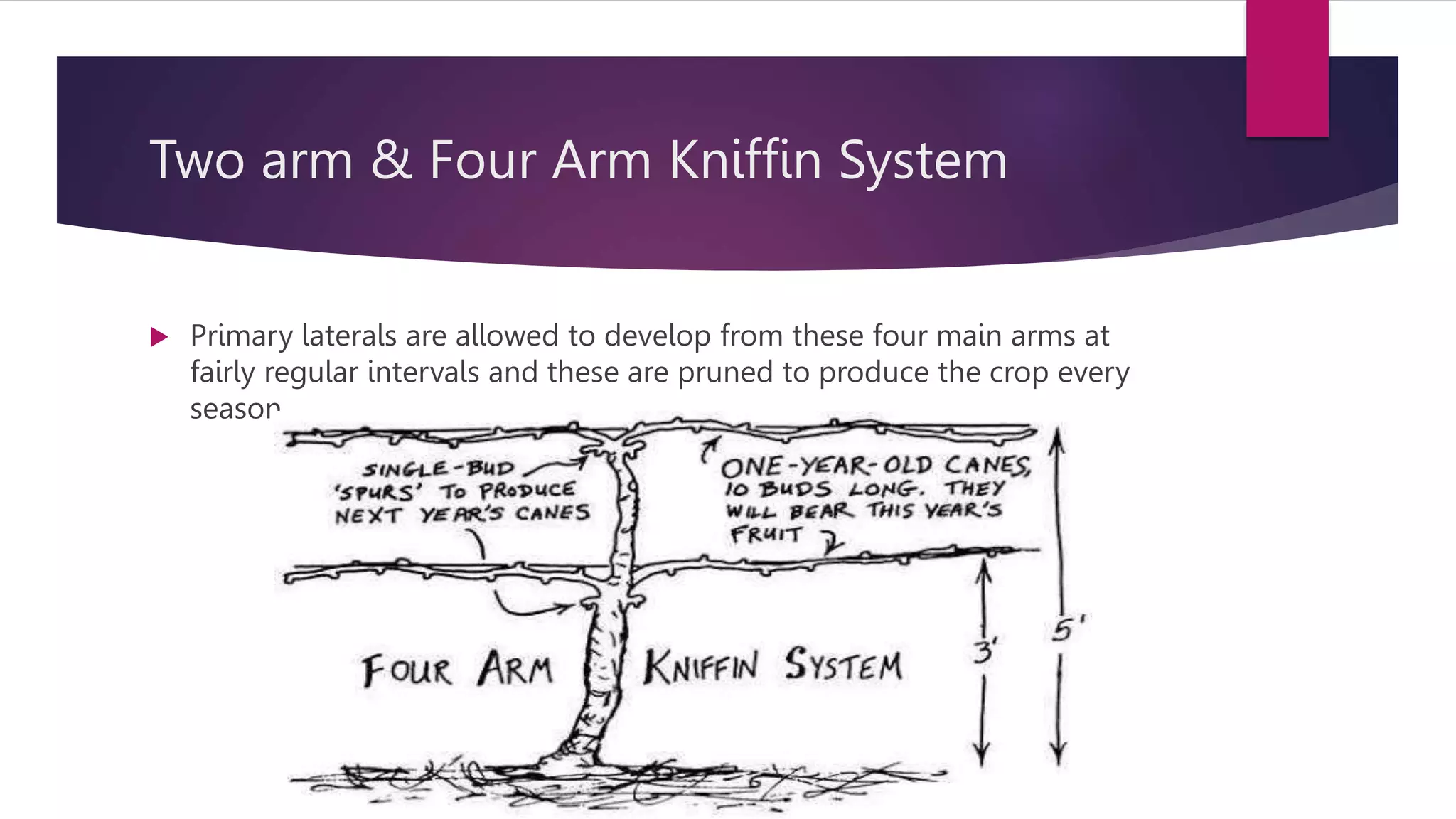 Training in Grapes.pptx