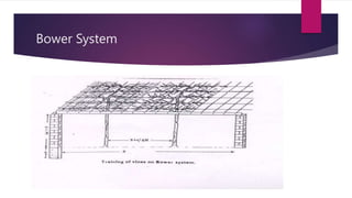 Training in Grapes.pptx