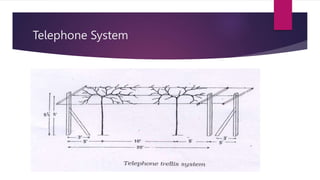 Training in Grapes.pptx