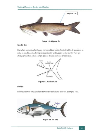Training manual on species identification 2017 vivekanand bharti_basic ...