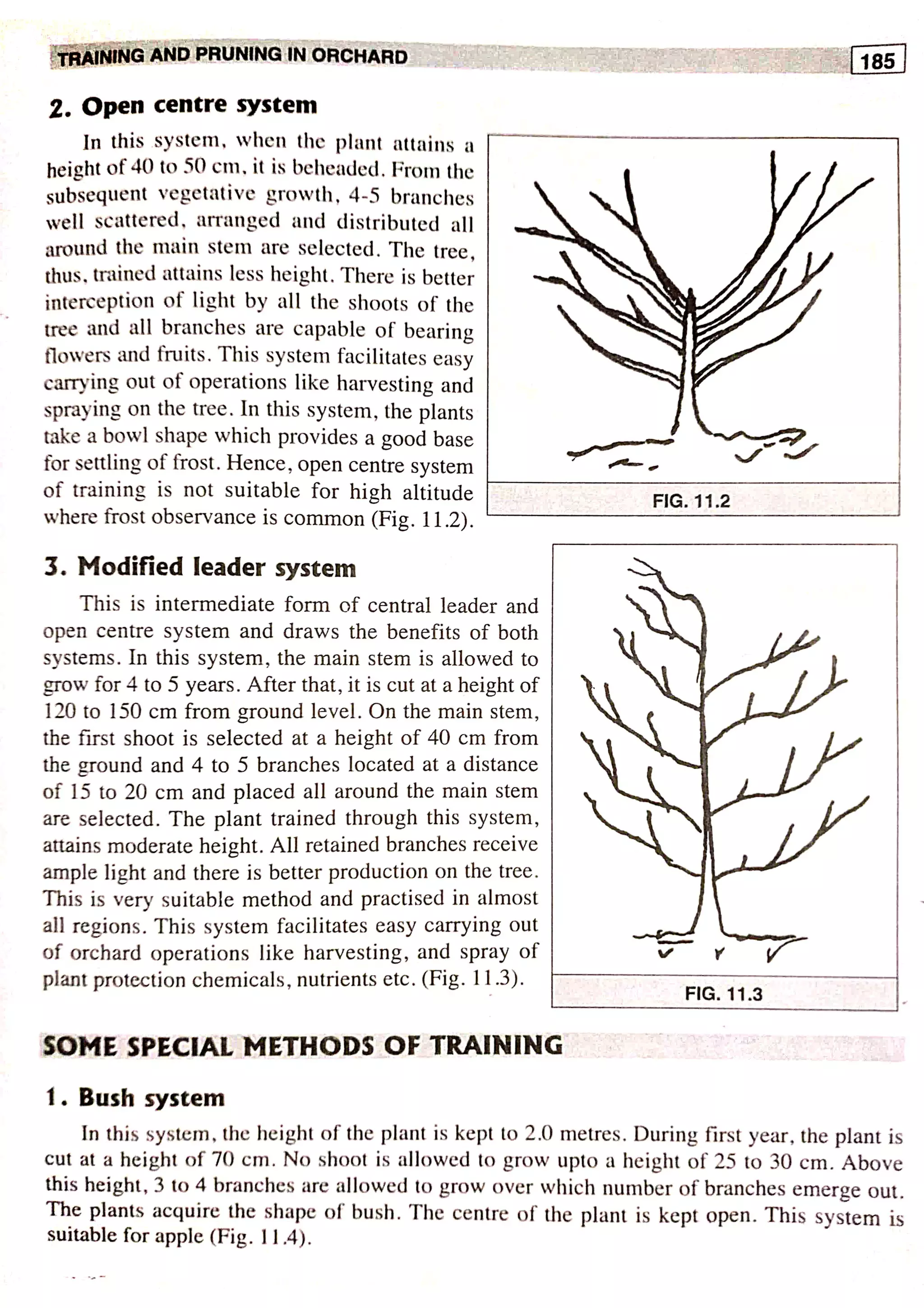 Training and pruning | PDF | Gardening | Home & Garden