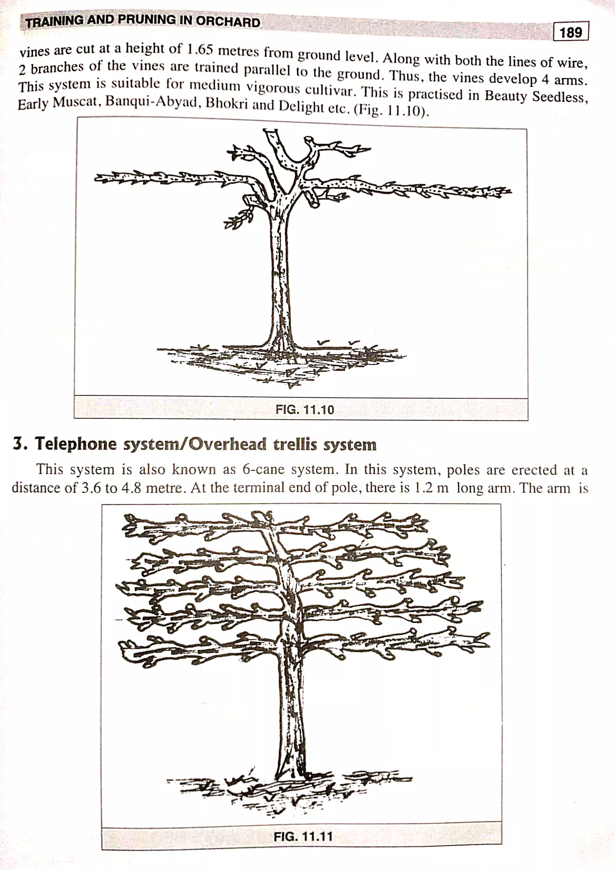 Training and pruning | PDF