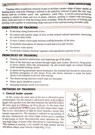 Training and pruning | PDF | Gardening | Home & Garden