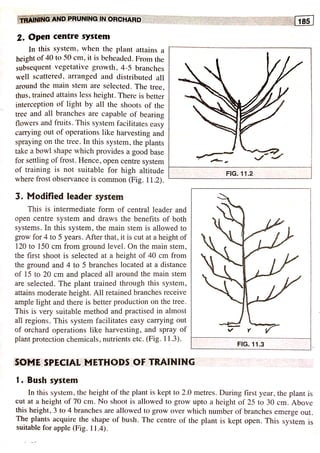 Training and pruning | PDF | Gardening | Home & Garden
