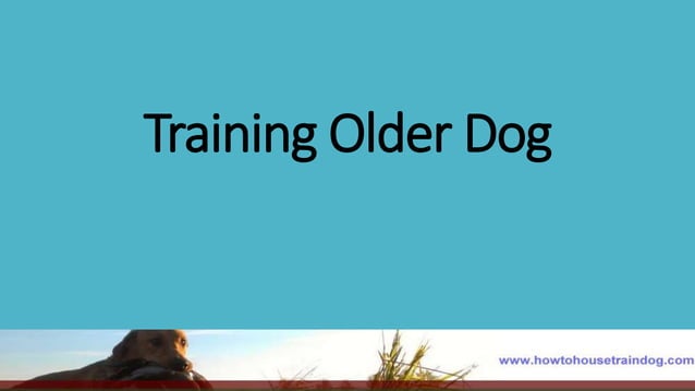 Training older dog | PPTX