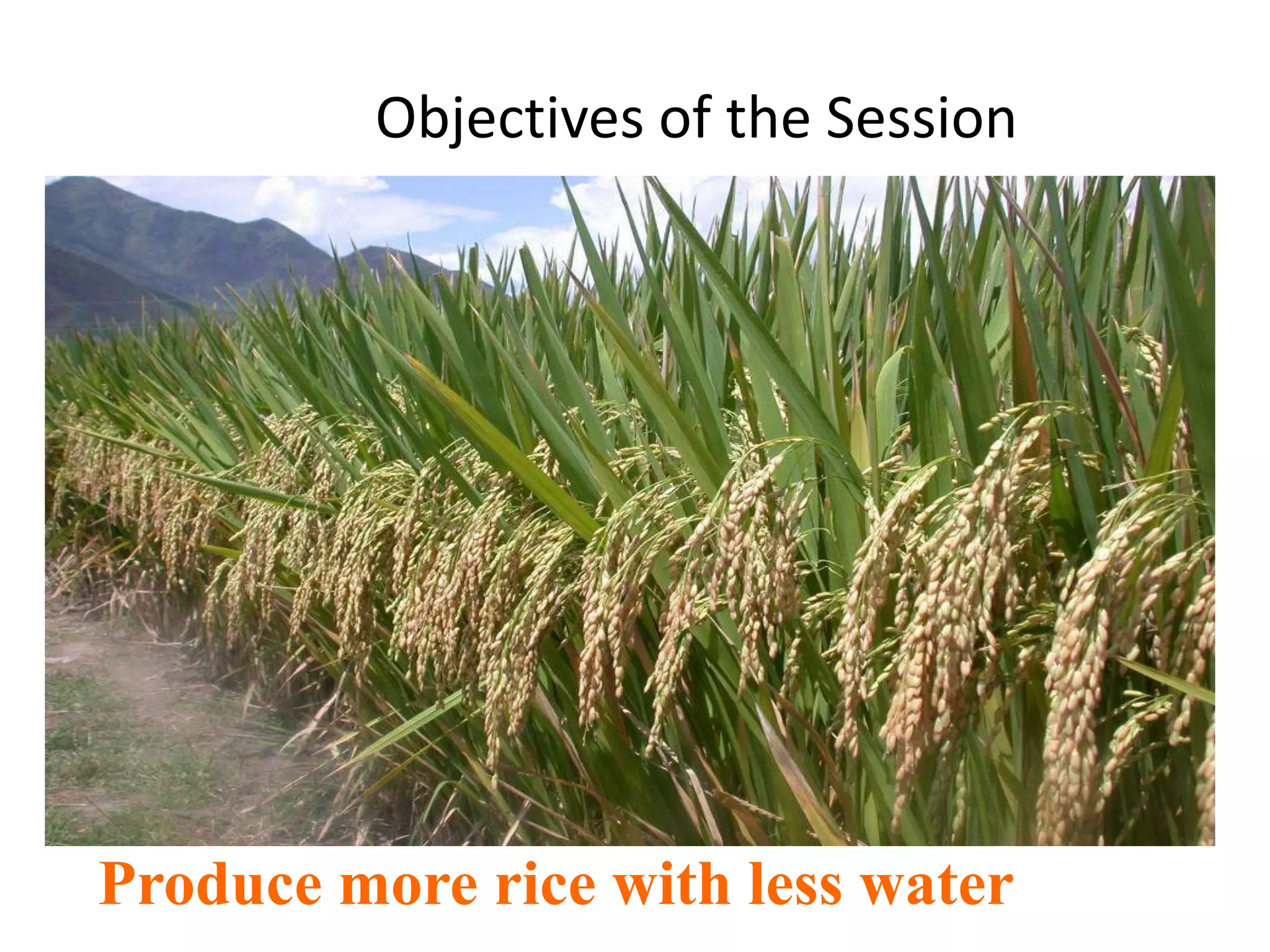 Training on Alternate Wetting and Drying (awd) in rice | PPTX