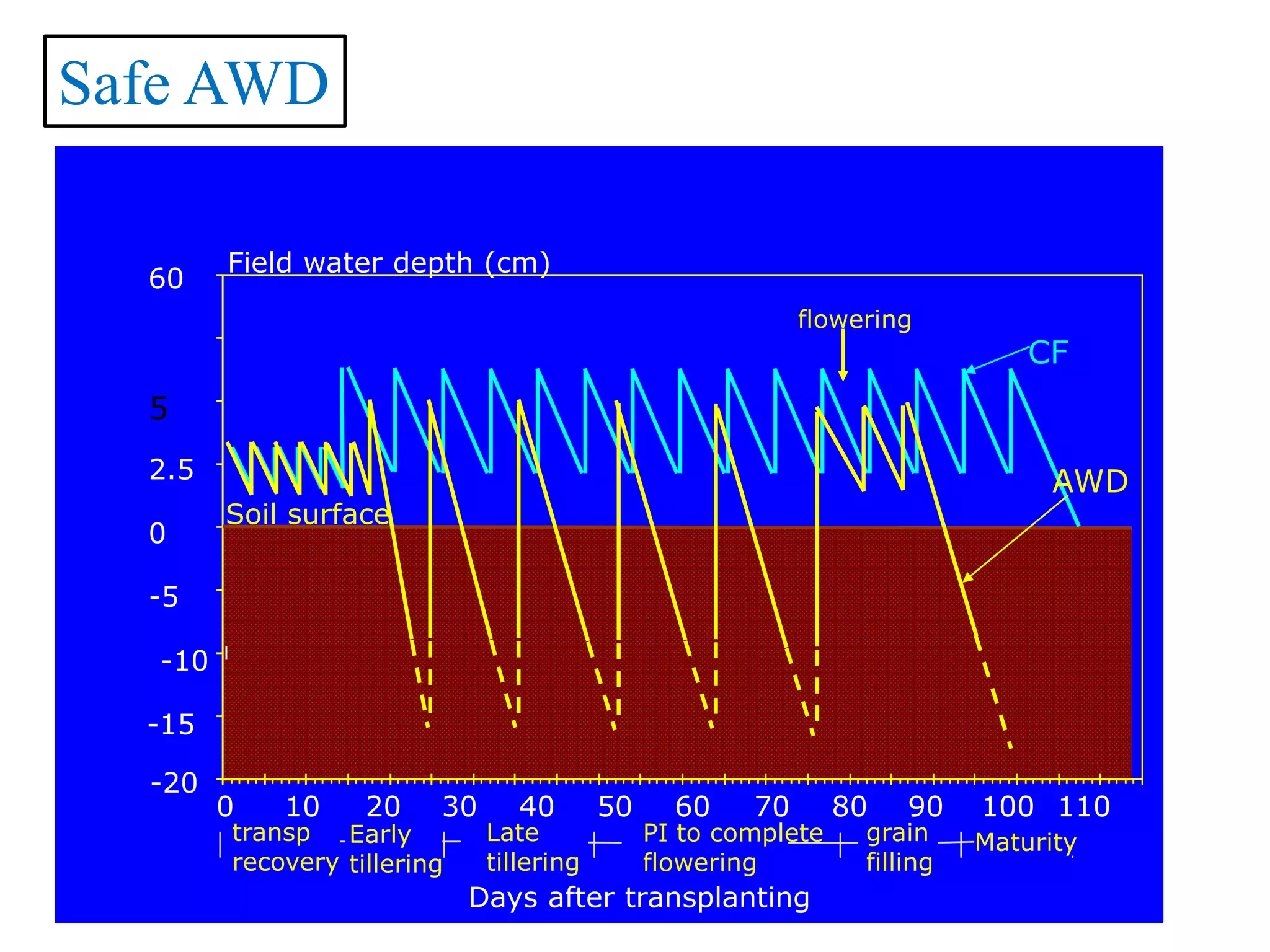 Training on Alternate Wetting and Drying (awd) in rice | PPTX