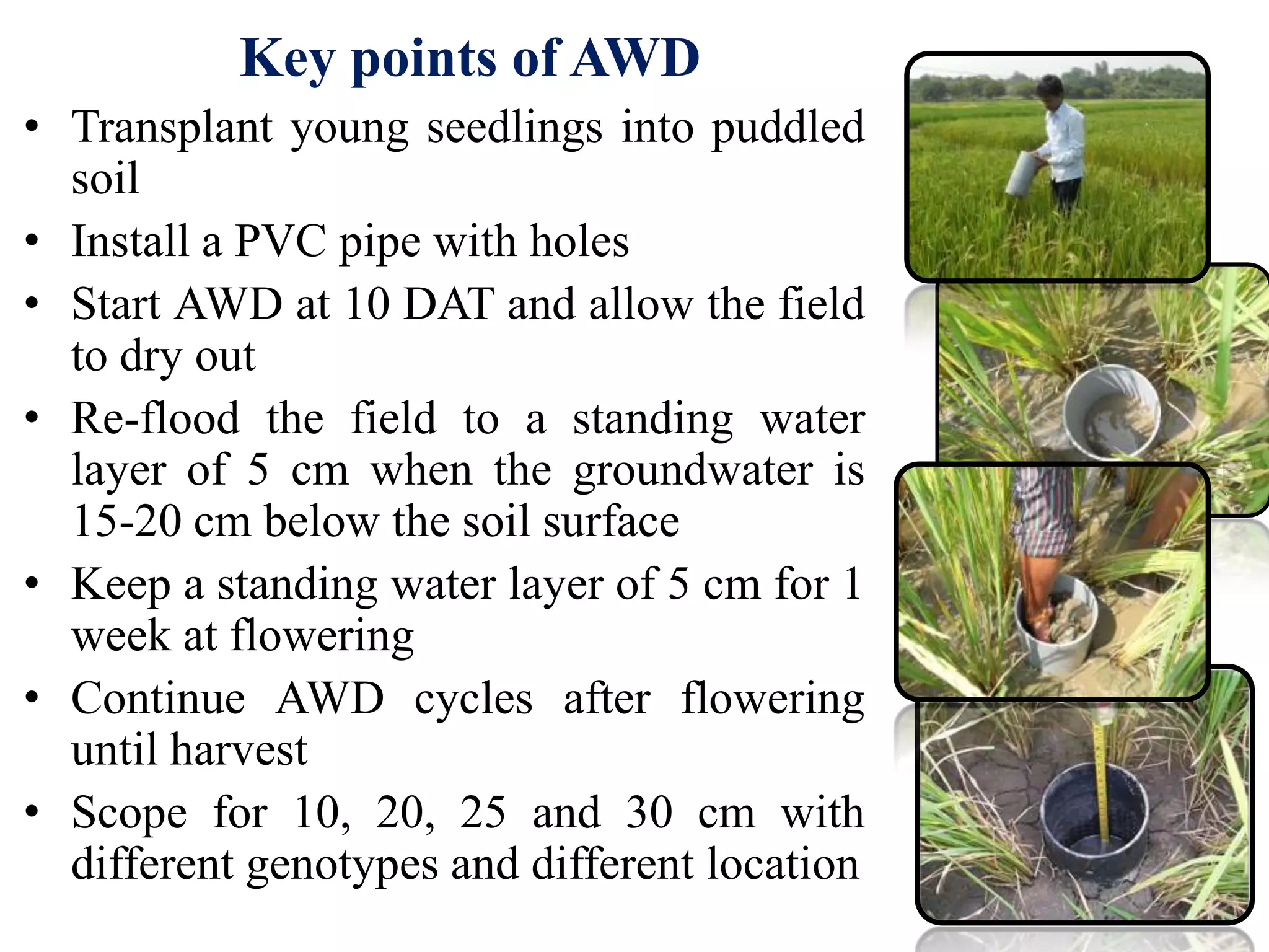 Training on Alternate Wetting and Drying (awd) in rice | PPTX