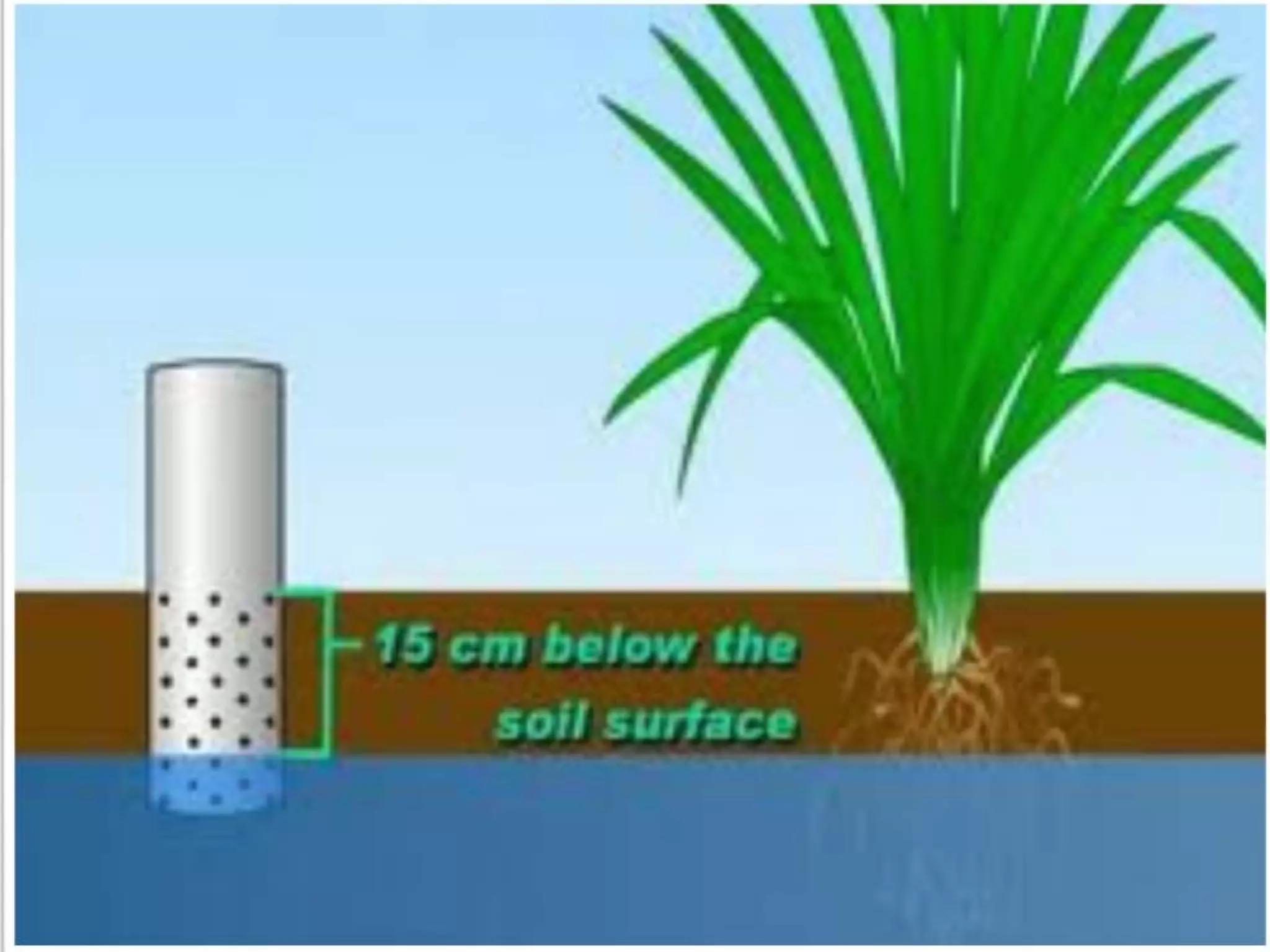 Training on Alternate Wetting and Drying (awd) in rice | PPTX