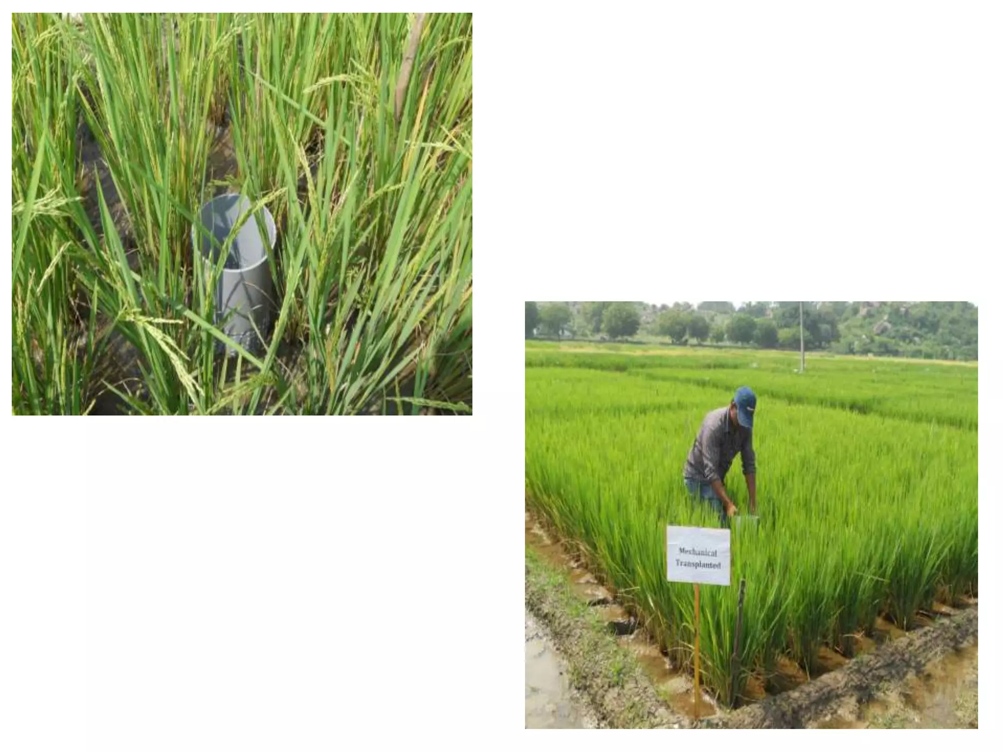 Training on Alternate Wetting and Drying (awd) in rice | PPTX