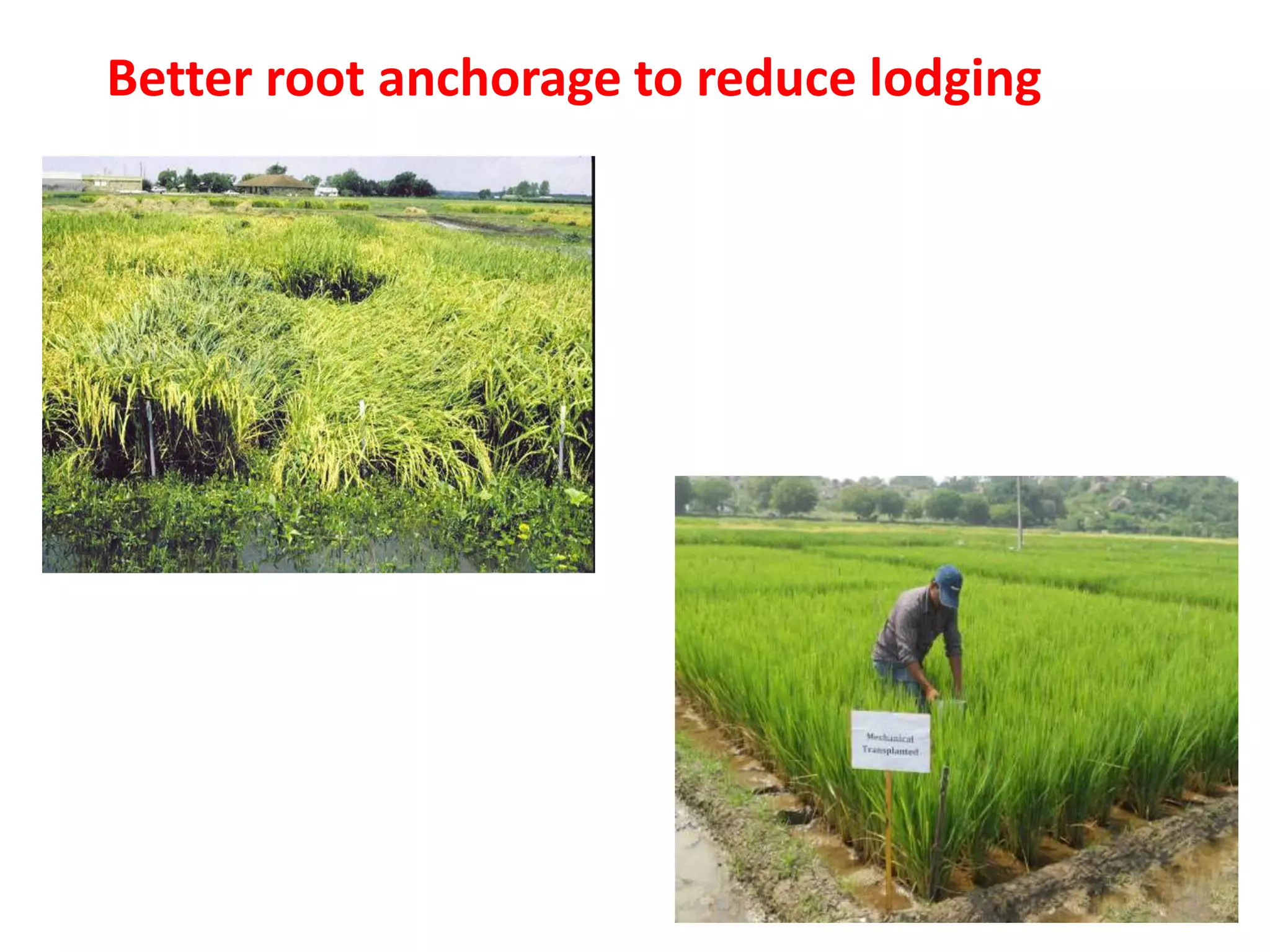 Training on Alternate Wetting and Drying (awd) in rice | PPTX